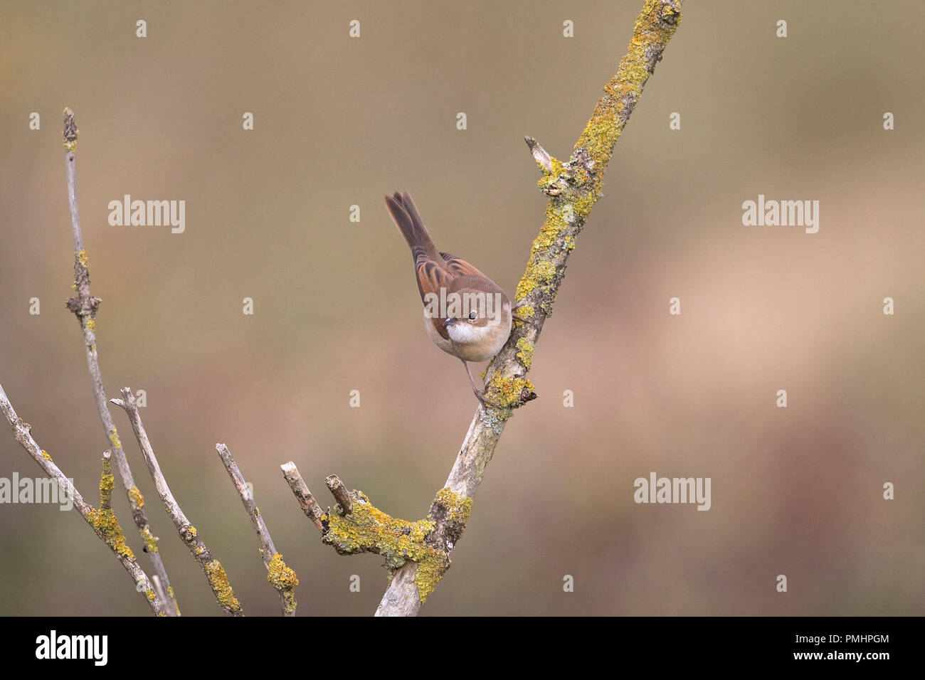 Common Whitethroat (Sylvia communi Stock Photo - Alamy