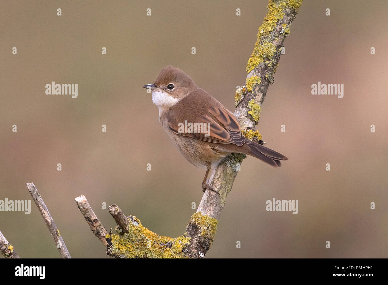 Common Whitethroat (Sylvia communi Stock Photo - Alamy