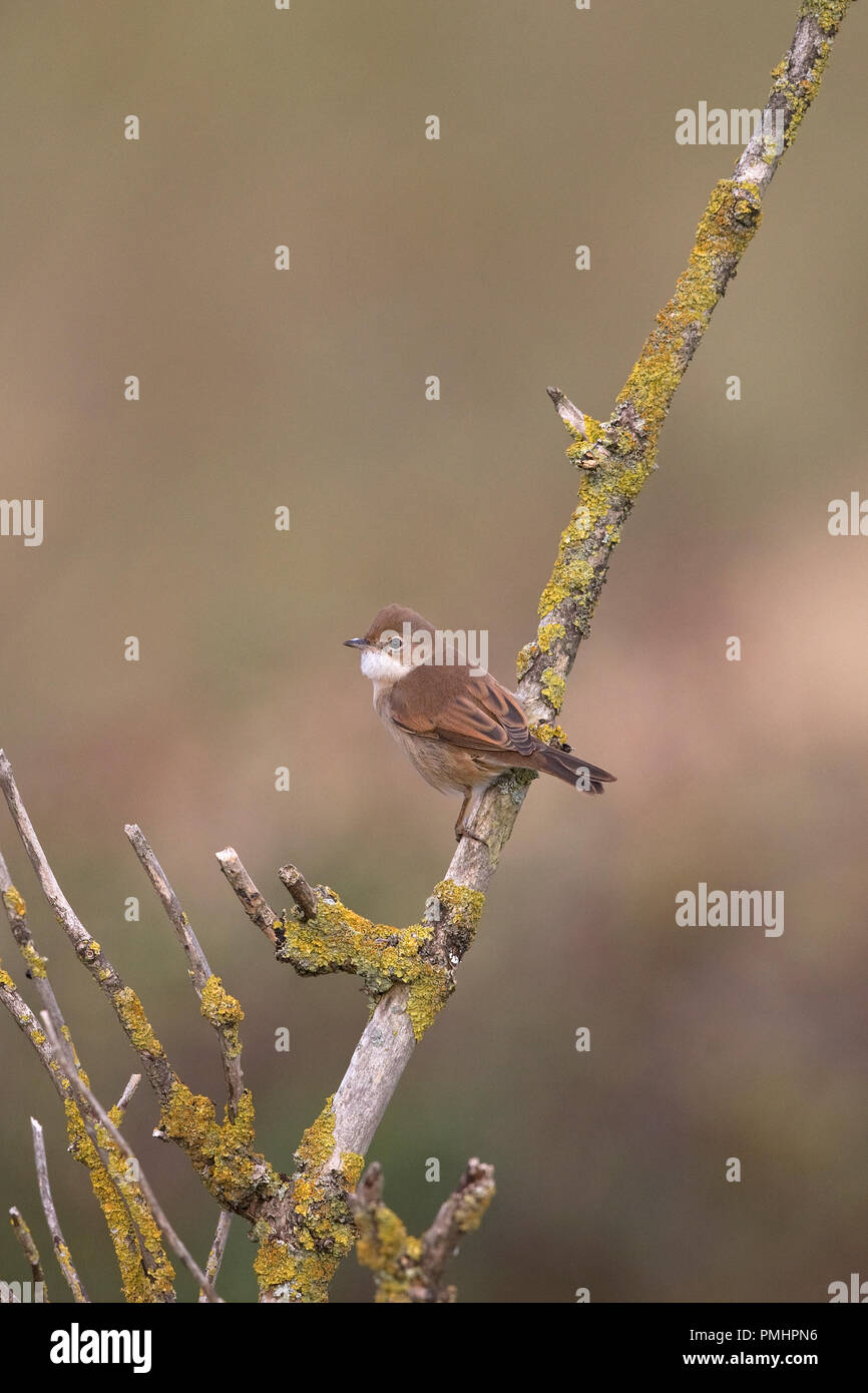 Common Whitethroat (Sylvia communi Stock Photo - Alamy