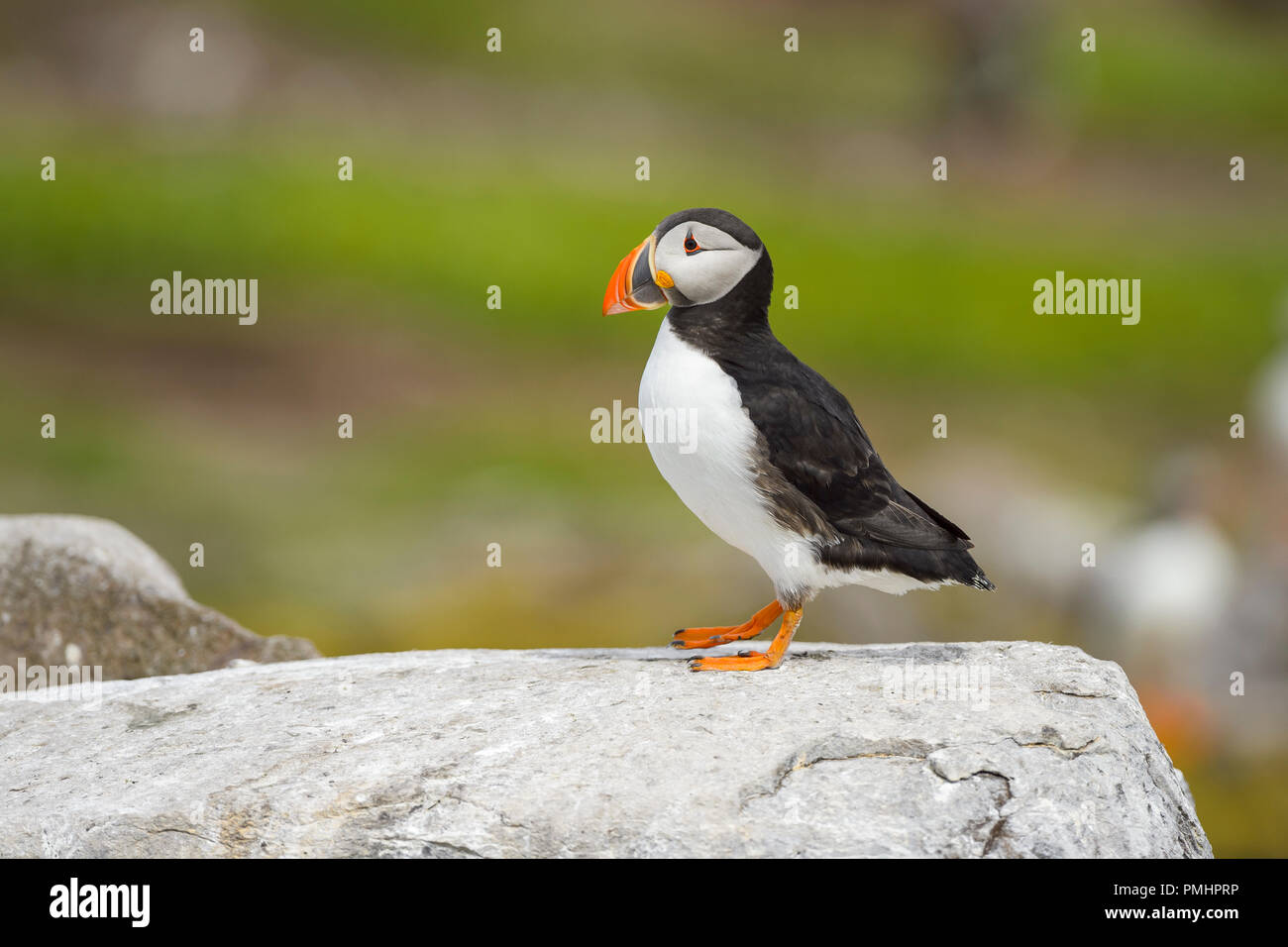 Atlantic Puffin, Fratercula arctica, Europe Stock Photo - Alamy