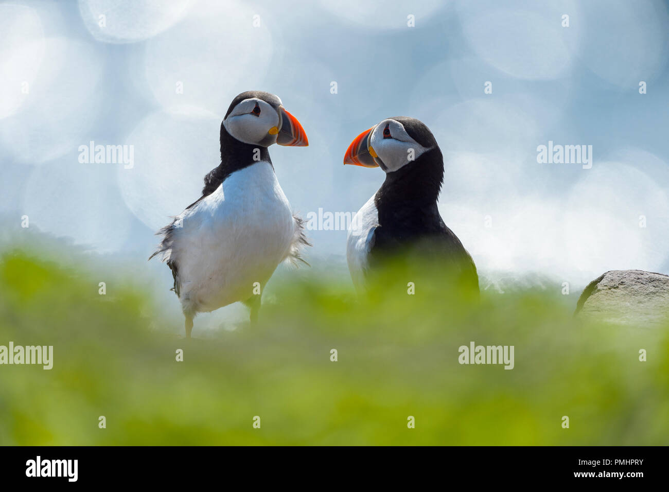 Atlantic Puffin, Fratercula arctica, Two Birds, Lens Flare, Europe ...