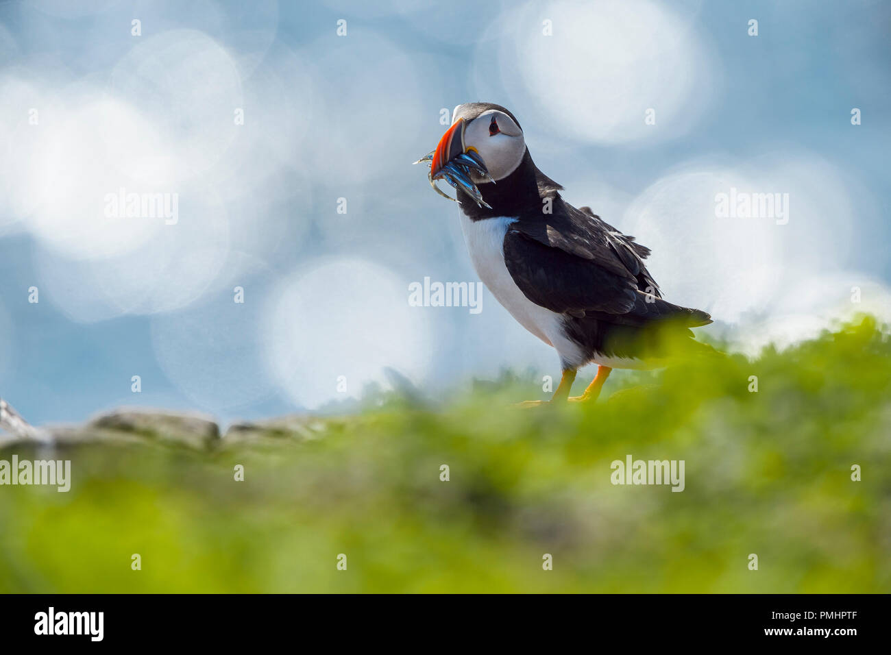 Atlantic Puffin, Fratercula arctica, with Sandeels, Lens Flare, Europe ...
