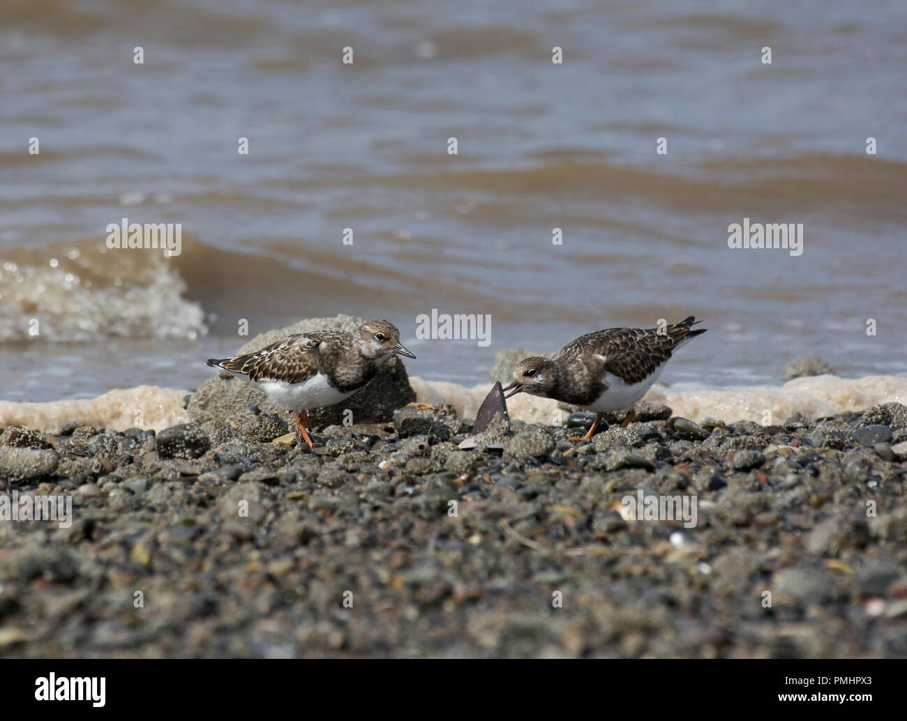 Flipping stone hi-res stock photography and images - Alamy