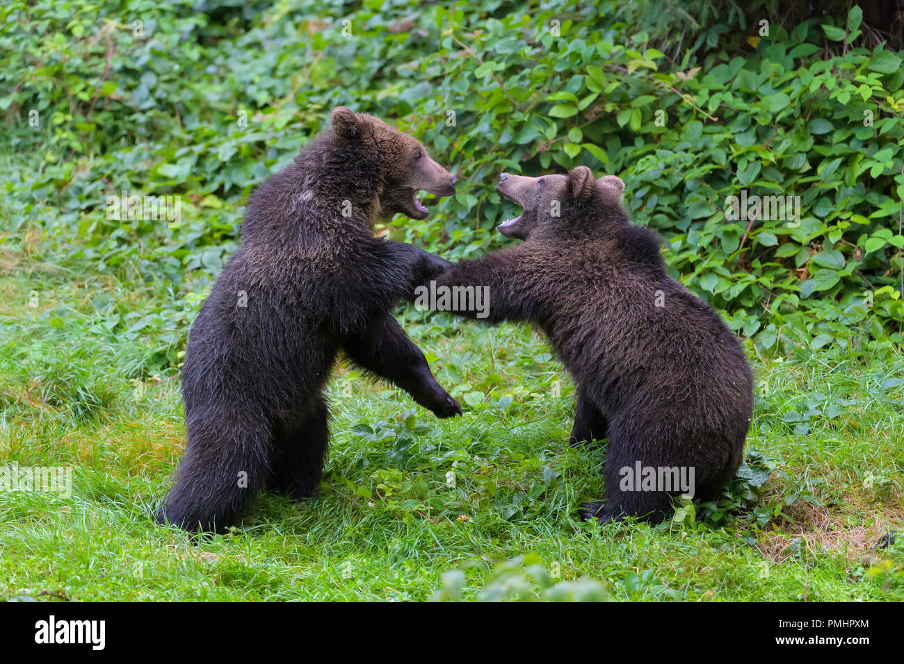 Brown Bear, Ursus arctos, Two cubs fighting, Bavaria, Germany Stock ...