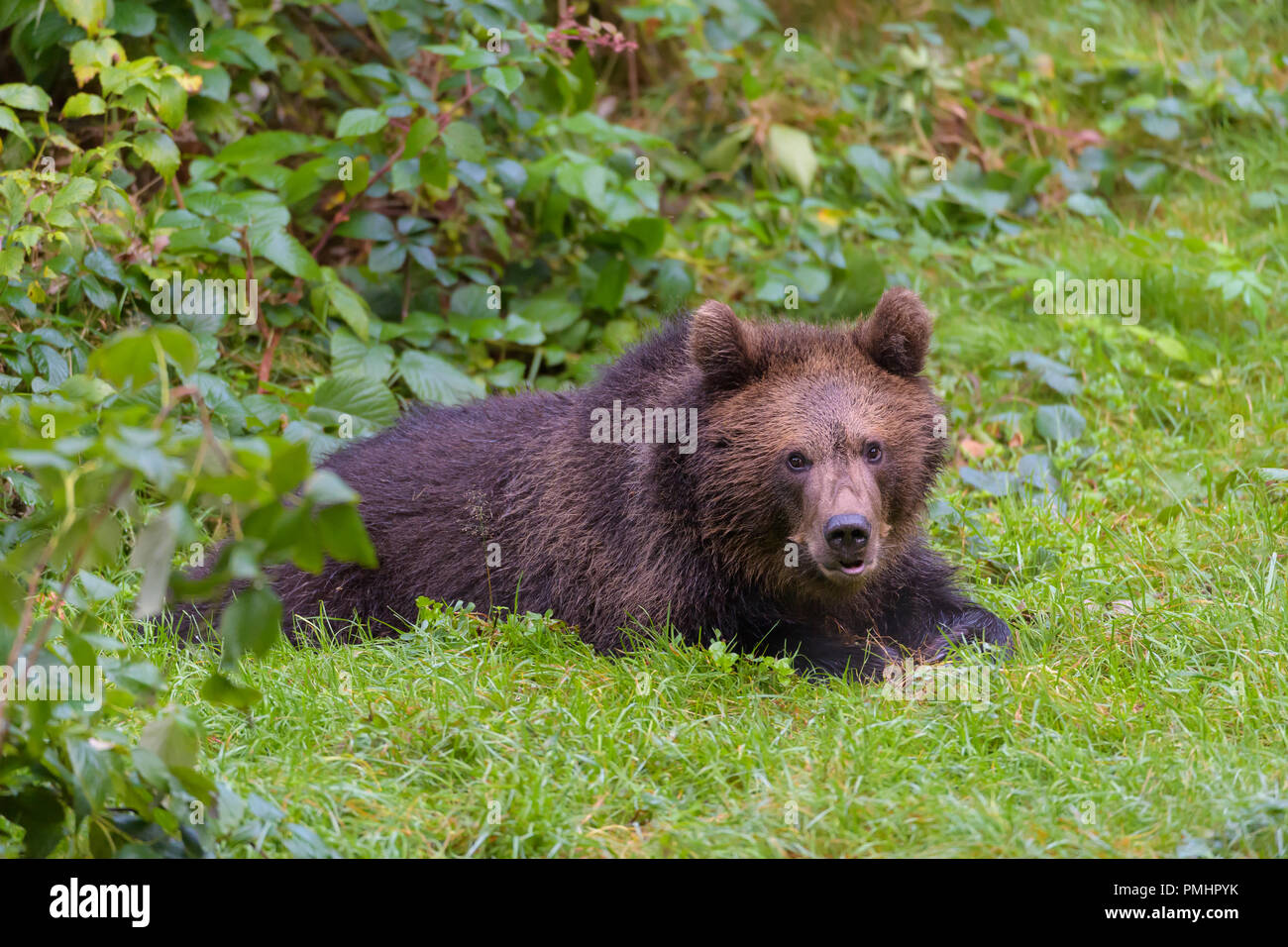 Brown Bear, Ursus arctos, Cub, Bavaria, Germany Stock Photo - Alamy