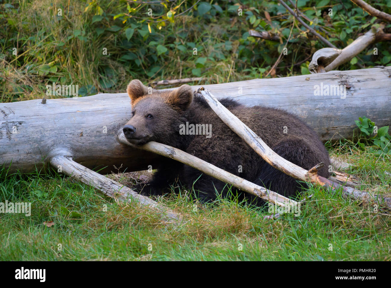 Brown Bear, Ursus arctos, Cub, Bavaria, Germany Stock Photo - Alamy