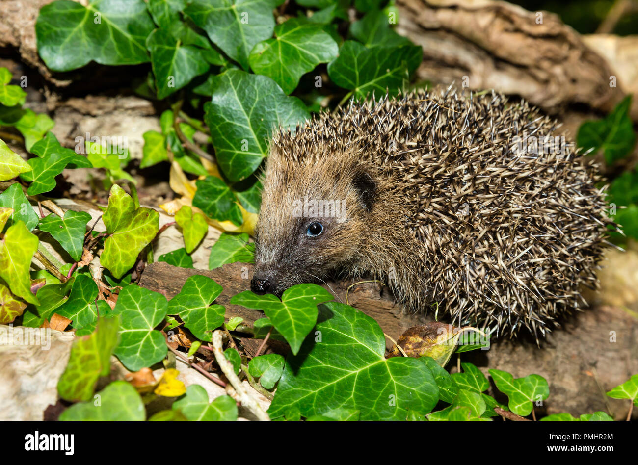 Wild, native hedgehog foraging in hedgehog friendly garden. Taken ...