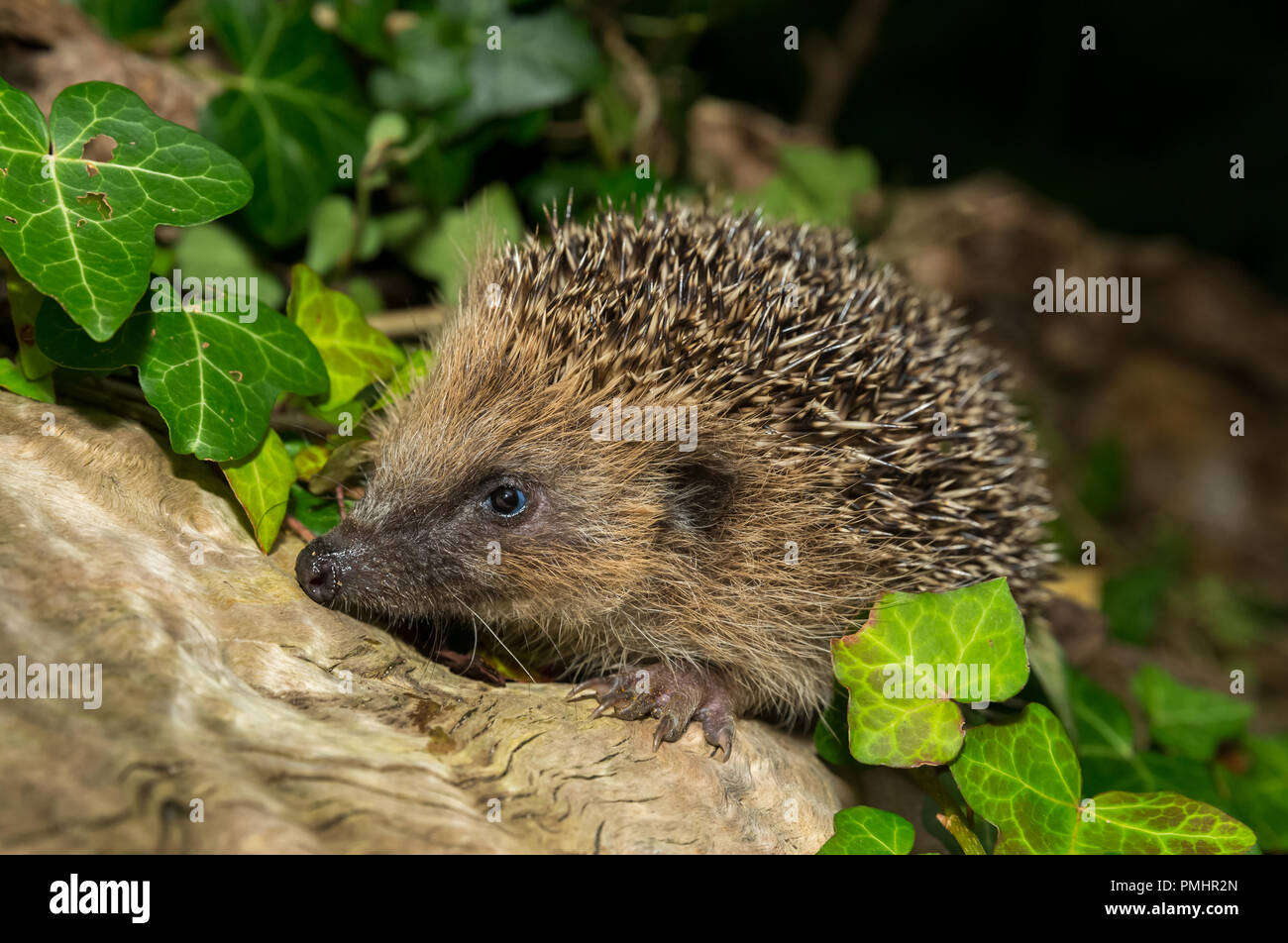 Wild, native hedgehog foraging in hedgehog friendly garden. Taken ...
