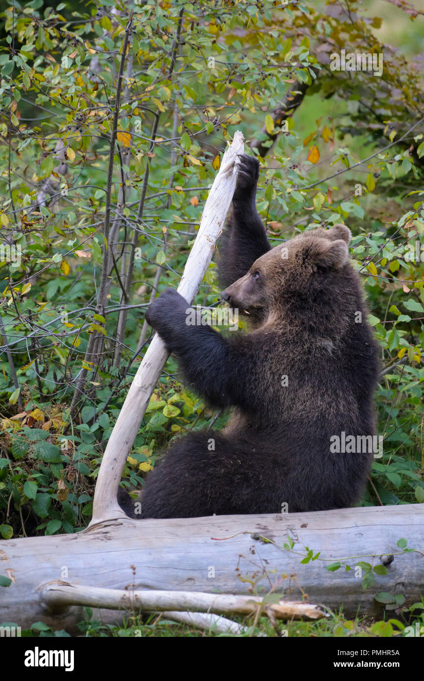 Brown Bear, Ursus arctos, Cub, Bavaria, Germany Stock Photo - Alamy
