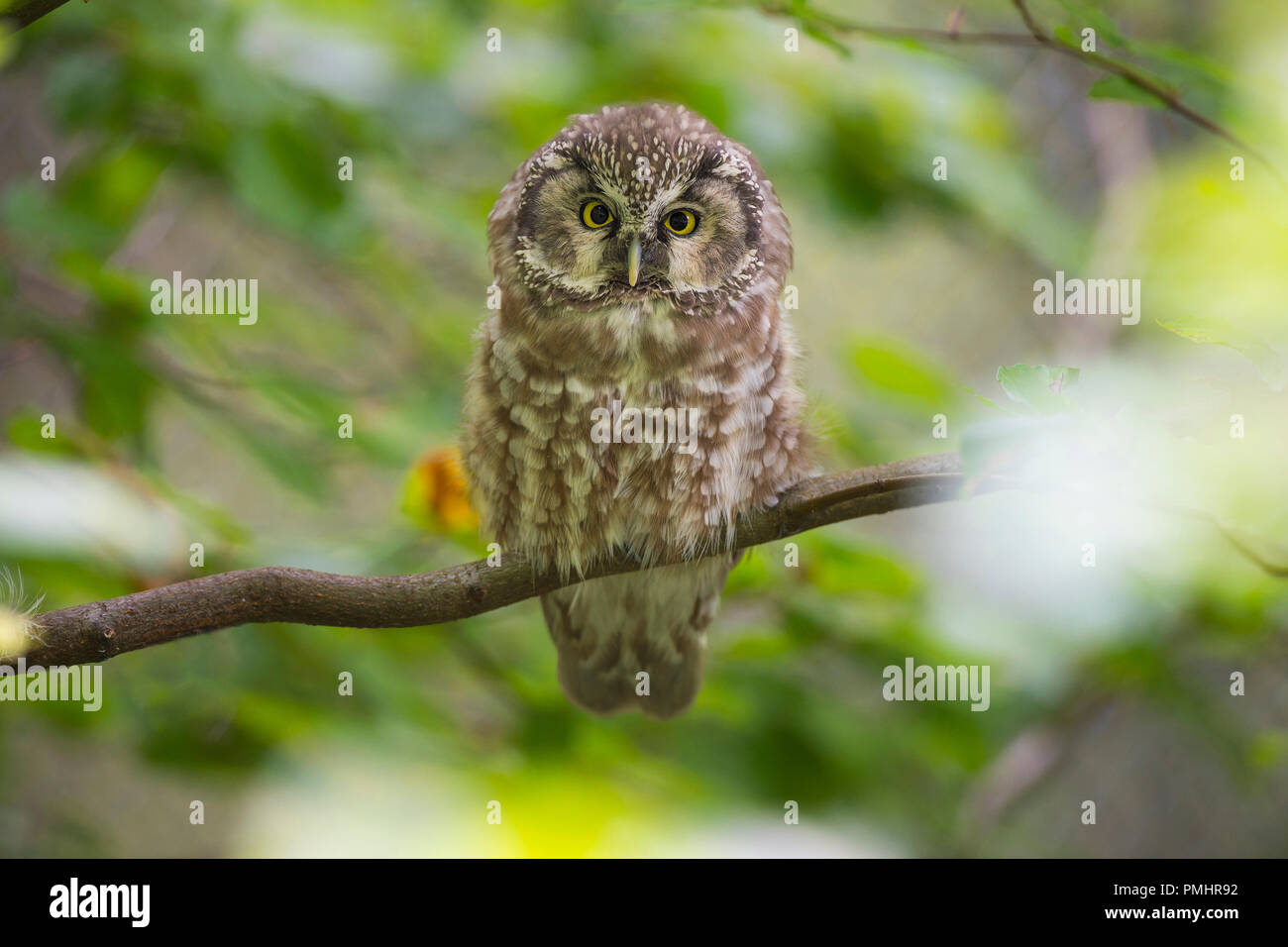 Tengmalm's Owl, Aegolius funereus, Bavaria, Germany Stock Photo - Alamy