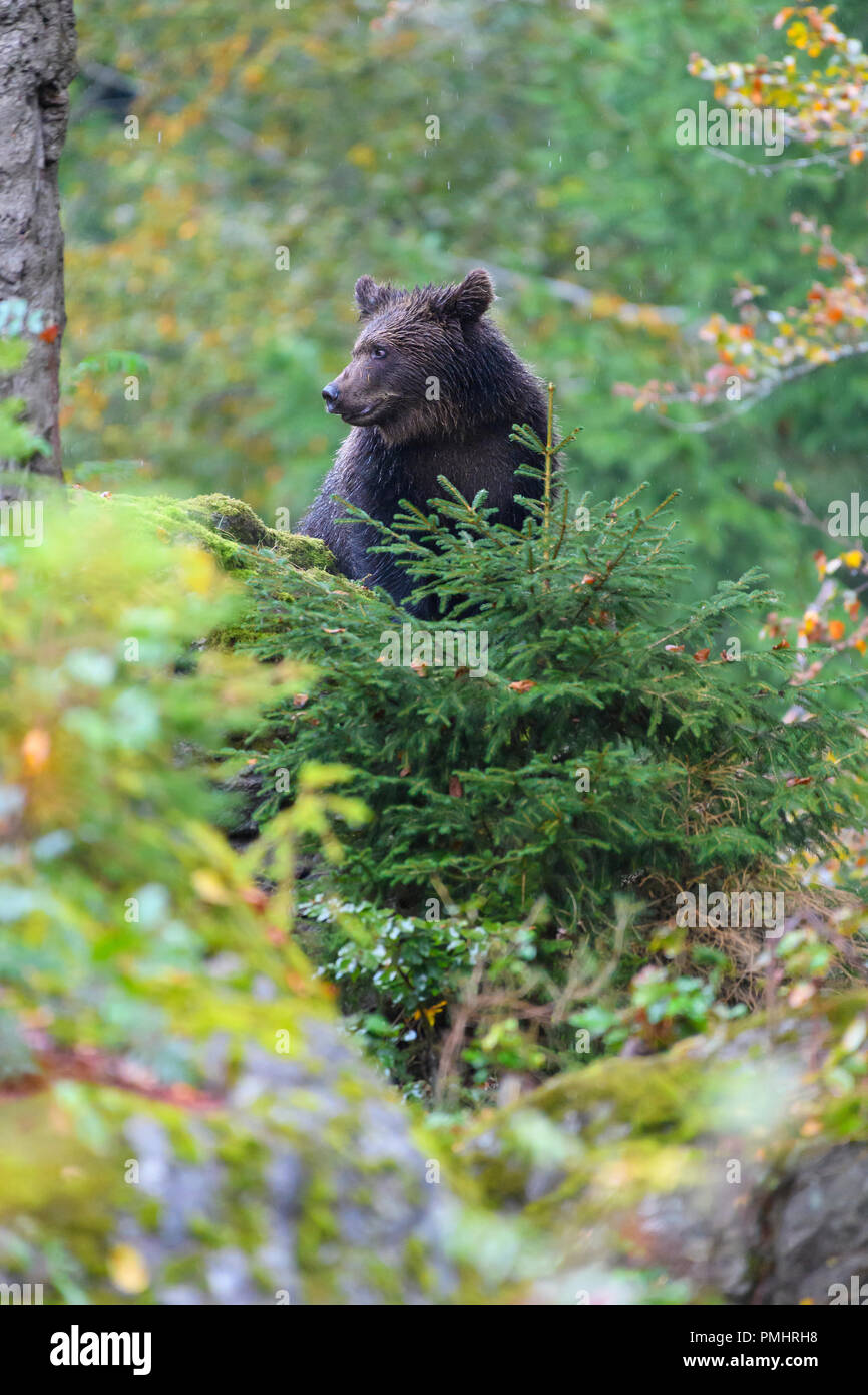 Brown Bear, Ursus arctos, Cub, Bavaria, Germany Stock Photo - Alamy