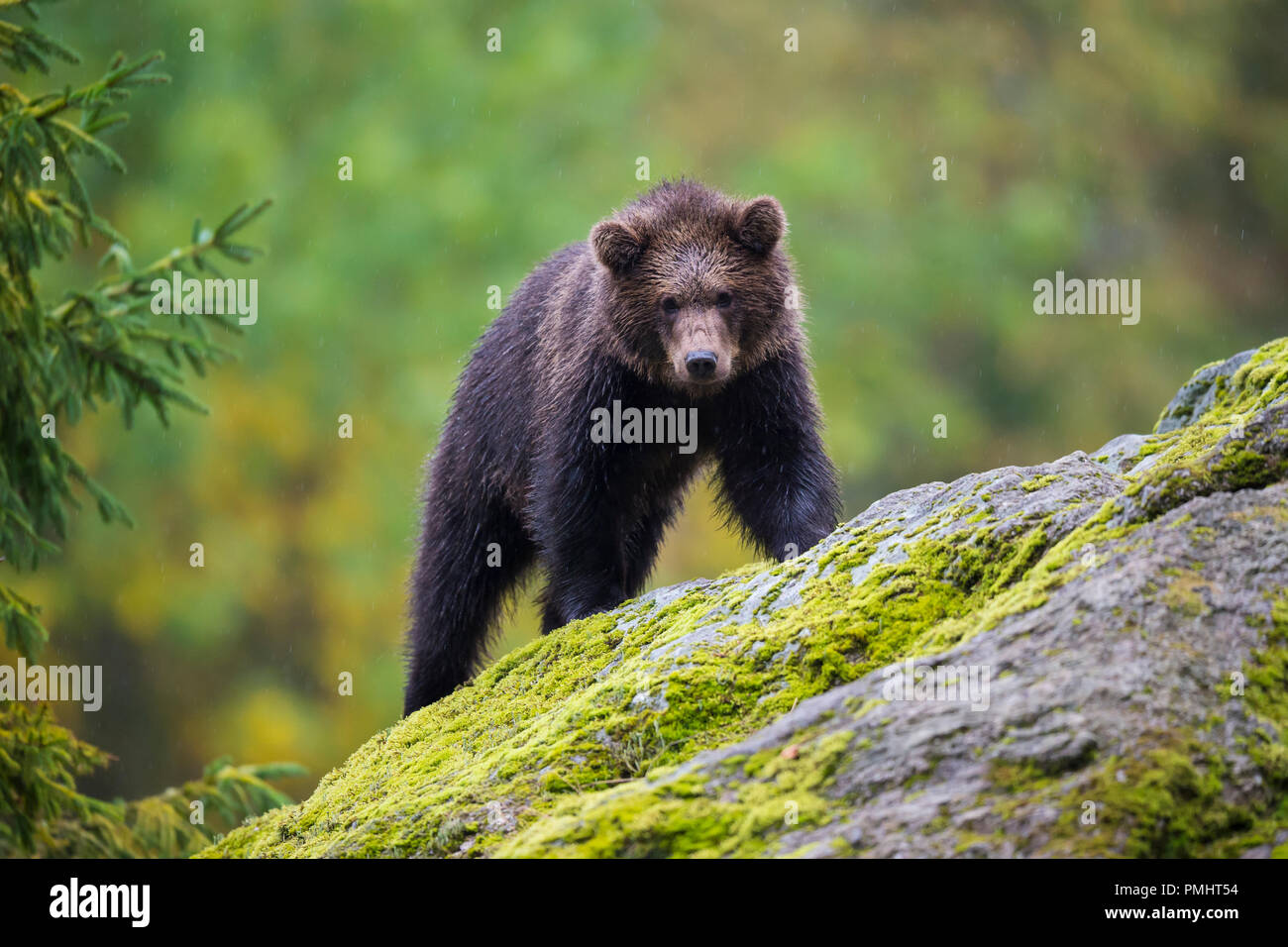Brown Bear, Ursus arctos, Cub, Bavaria, Germany Stock Photo - Alamy