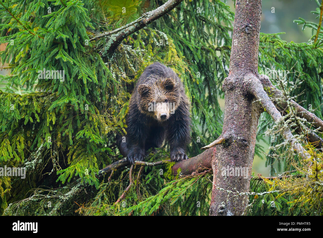 Brown Bear, Ursus arctos, Cub in tree, Bavaria, Germany Stock Photo - Alamy