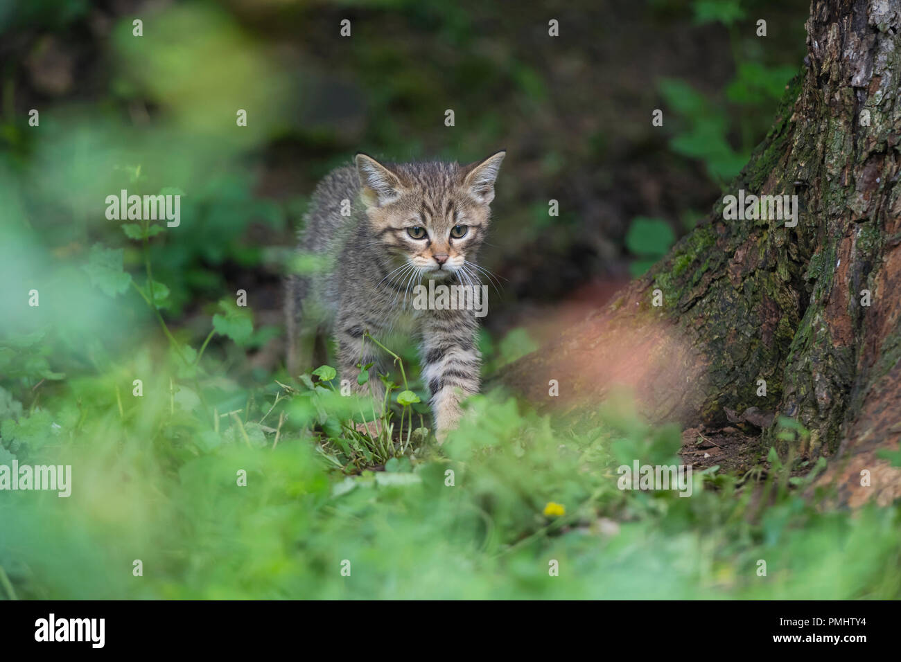 Wildcat, Felis silvestris, Kitten, Germany Stock Photo - Alamy
