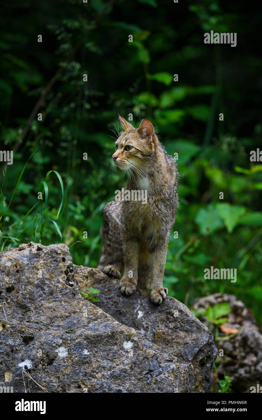 Wildcat germany hi-res stock photography and images - Alamy