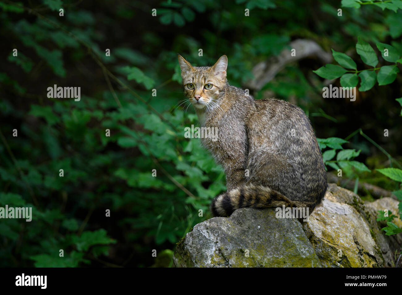 Wildcat germany hi-res stock photography and images - Alamy