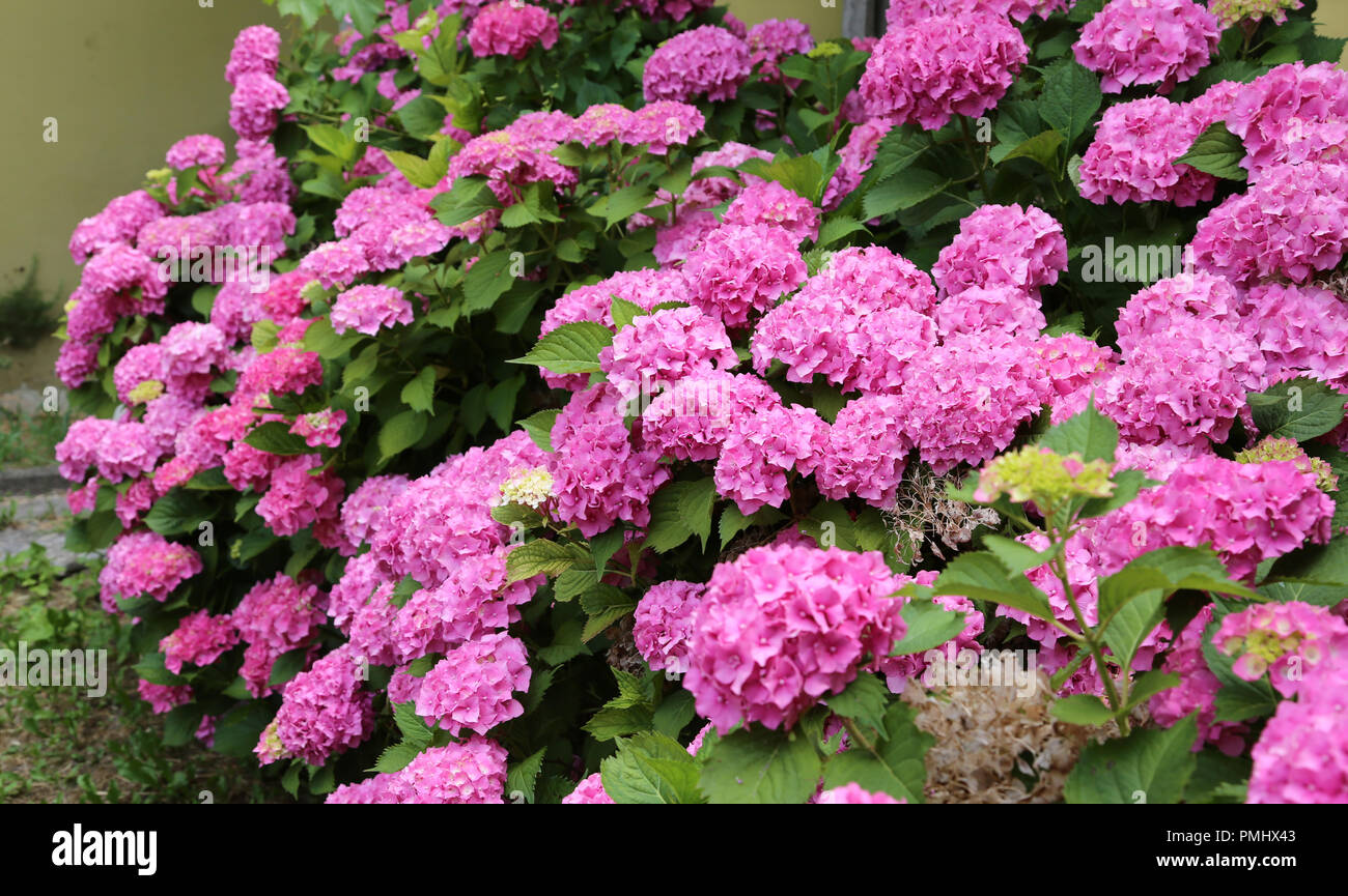beautiful giant fuchsia hydrangeas in a flowery garden in spring Stock ...