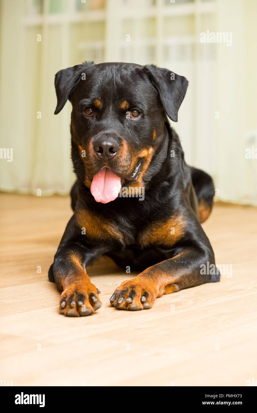 Are Female Rottweilers Aggressive