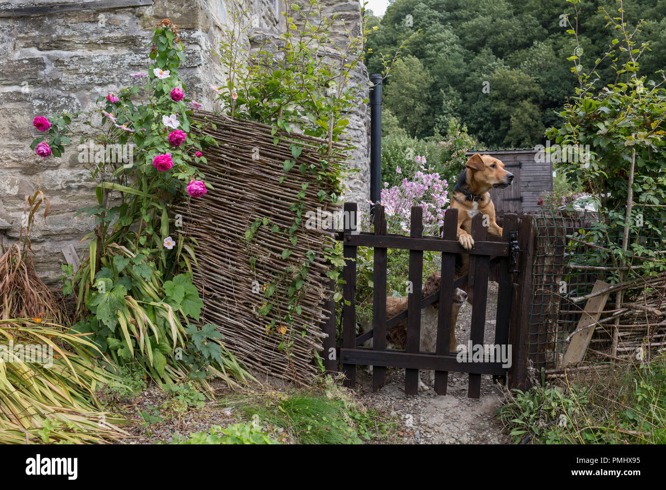 Barking dog gate hi-res stock photography and images - Alamy