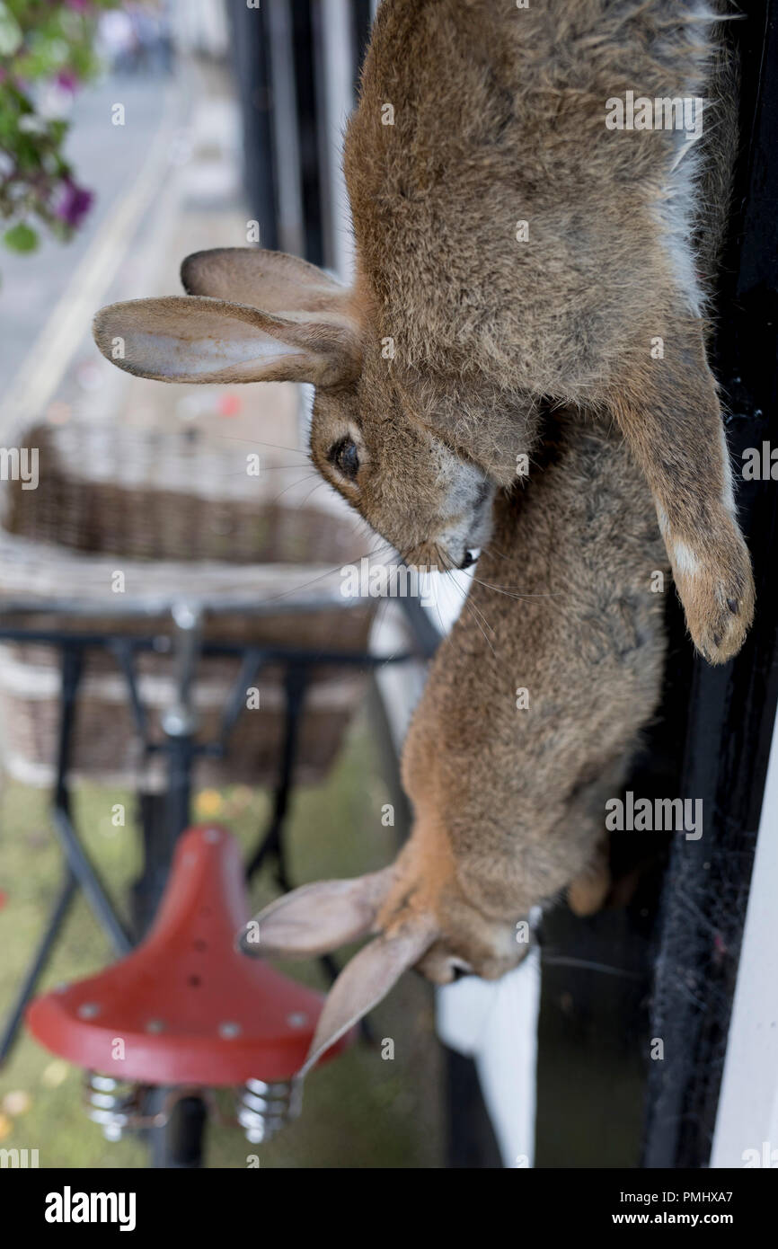 Ludlow rabbits for sale at butchers in ludlow hi-res stock photography ...