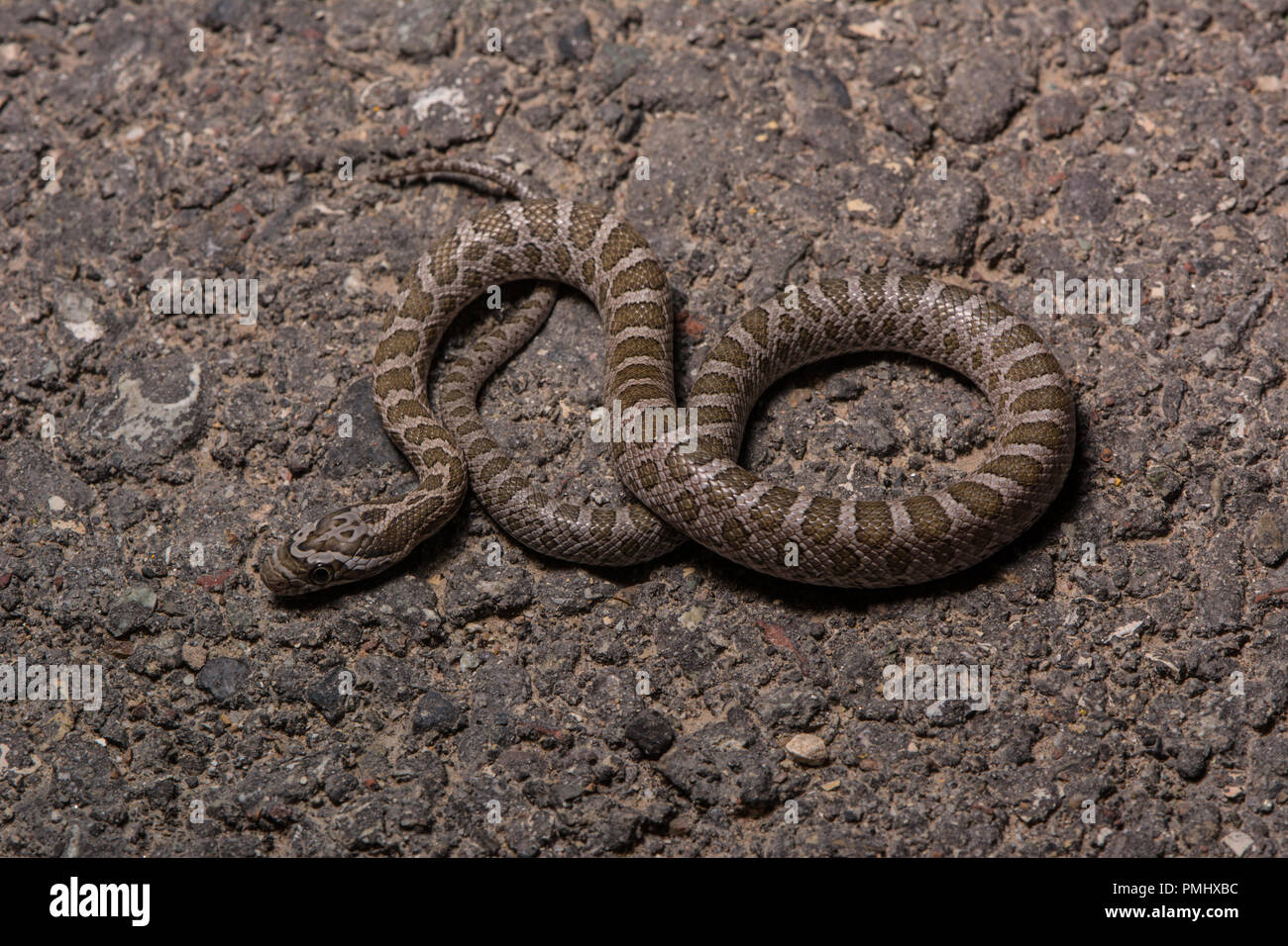 A juvenile Great Plains Ratsnake (Pantherophis emoryi) encountered ...