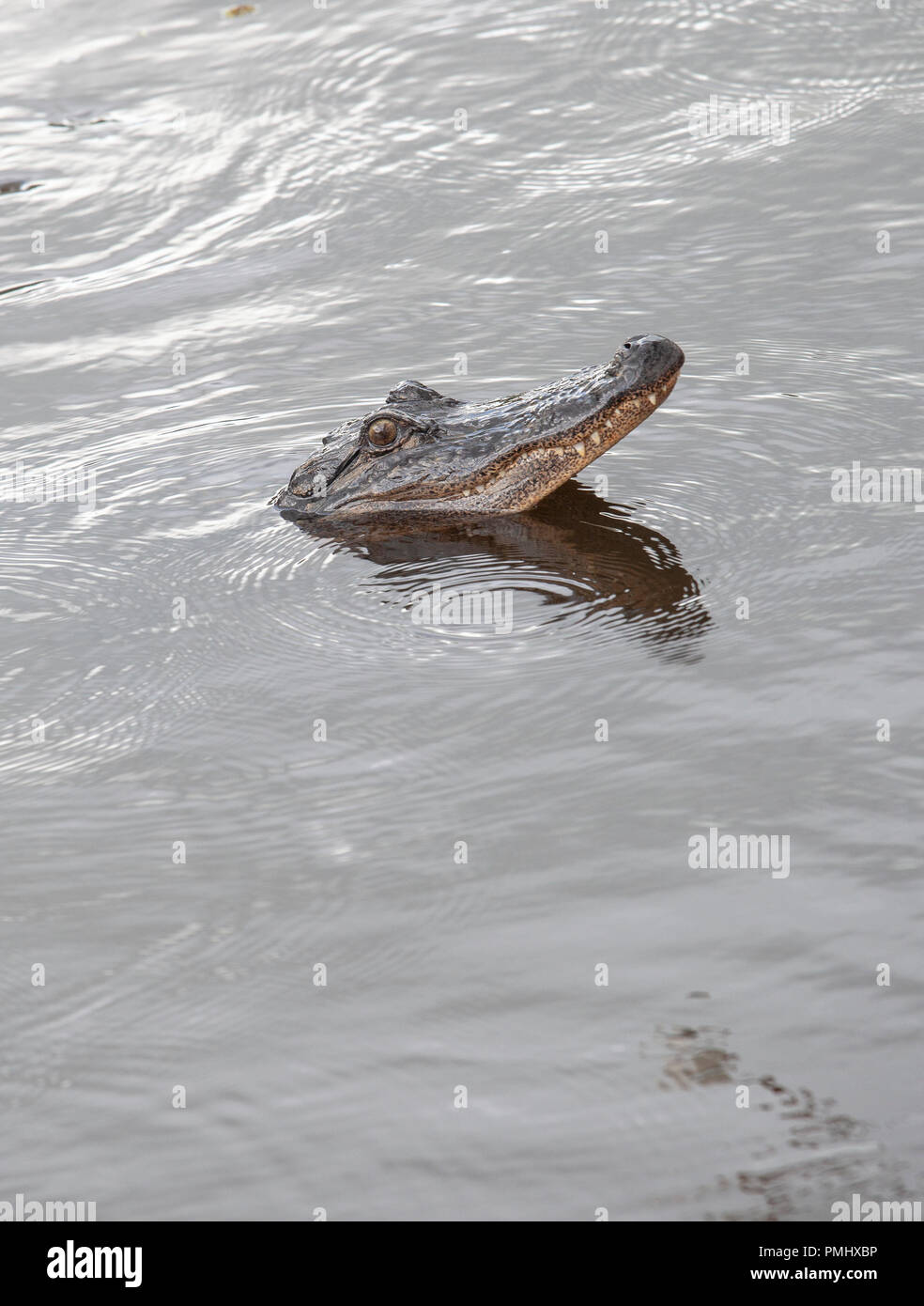 Mississippi swamp tour hi-res stock photography and images - Alamy