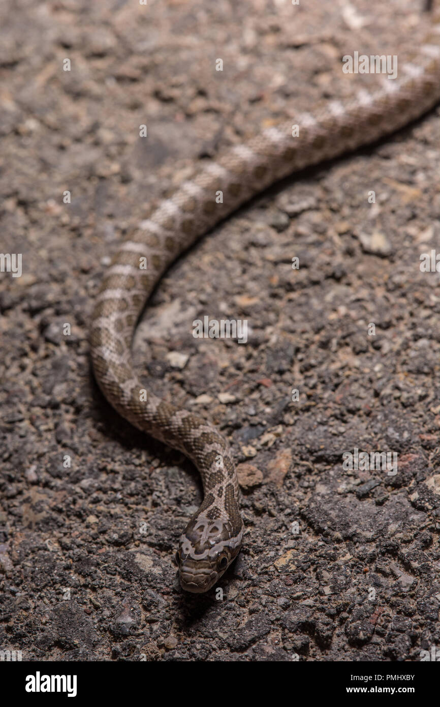 A juvenile Great Plains Ratsnake (Pantherophis emoryi) encountered ...