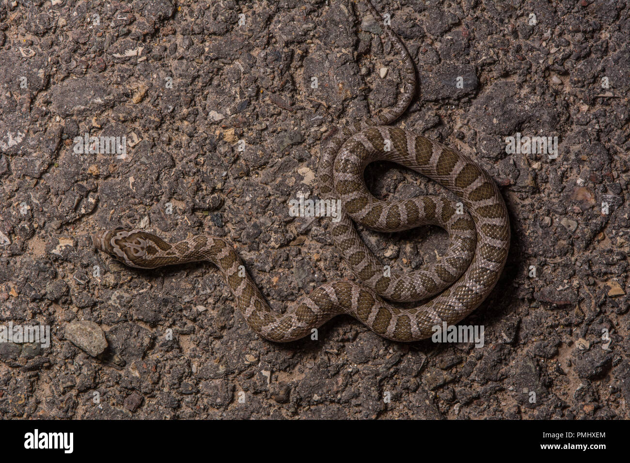 A juvenile Great Plains Ratsnake (Pantherophis emoryi) encountered ...