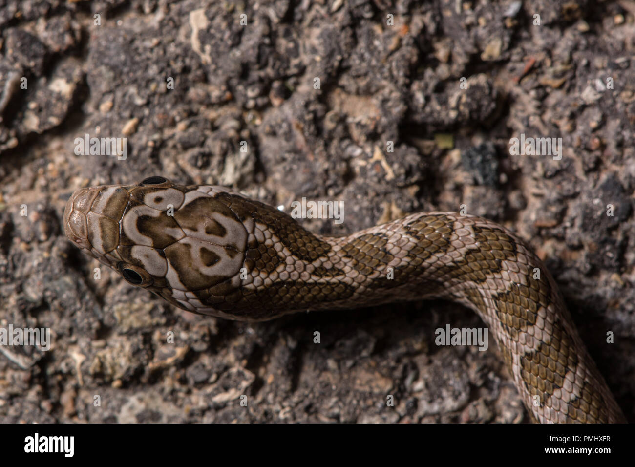 A juvenile Great Plains Ratsnake (Pantherophis emoryi) encountered ...