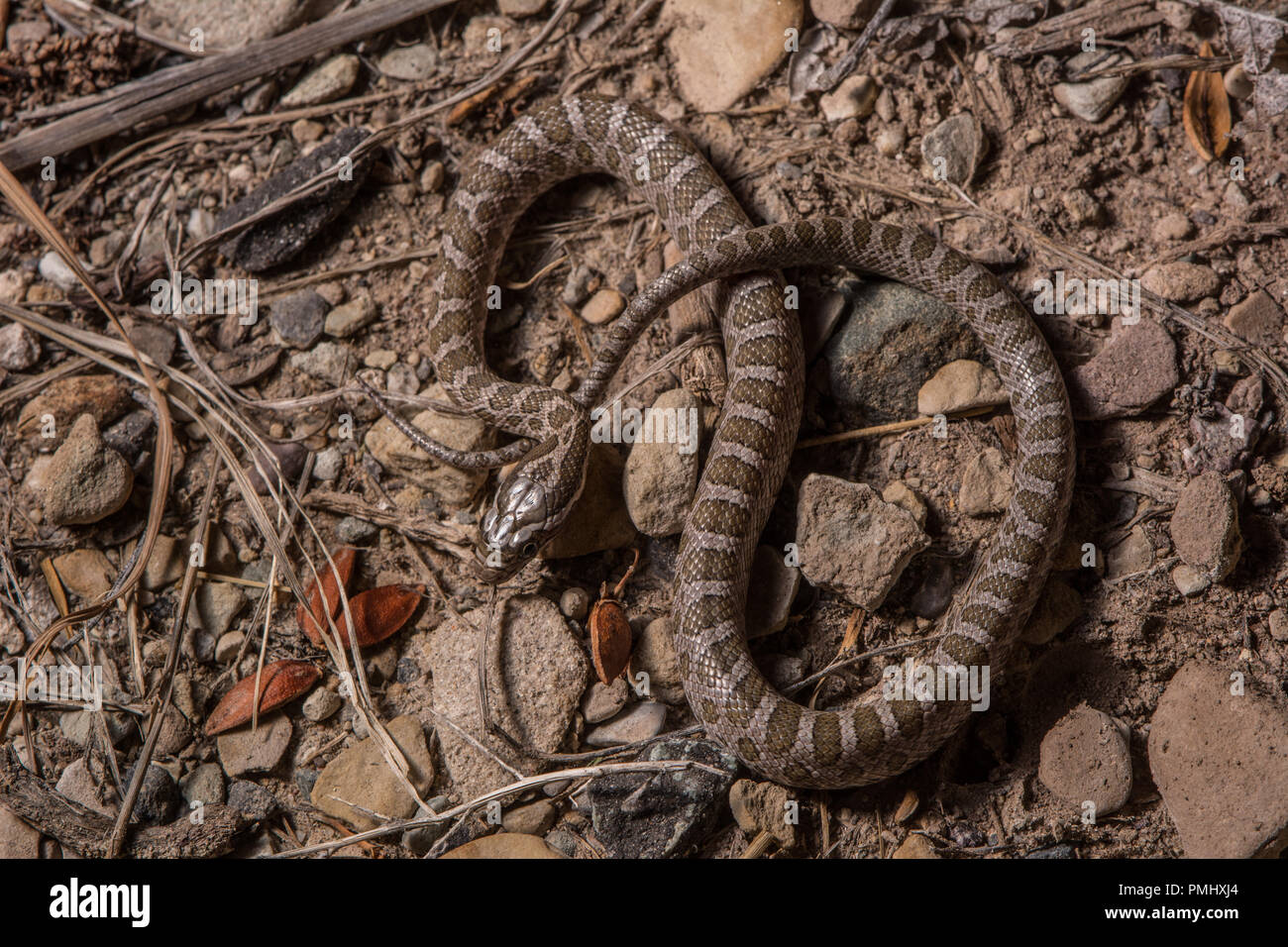 A juvenile Great Plains Ratsnake (Pantherophis emoryi) encountered ...