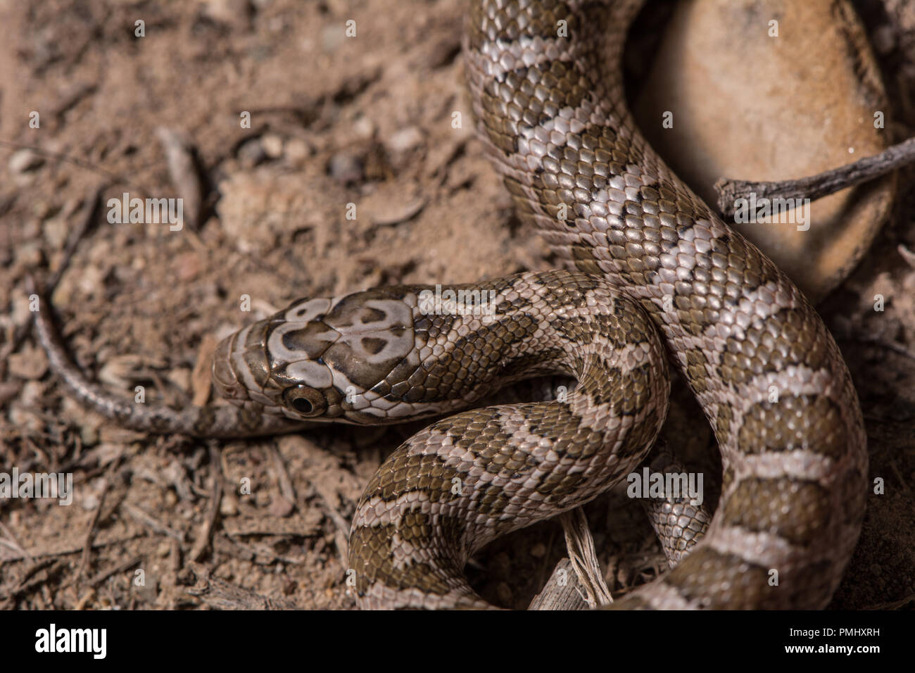 A juvenile Great Plains Ratsnake (Pantherophis emoryi) encountered ...