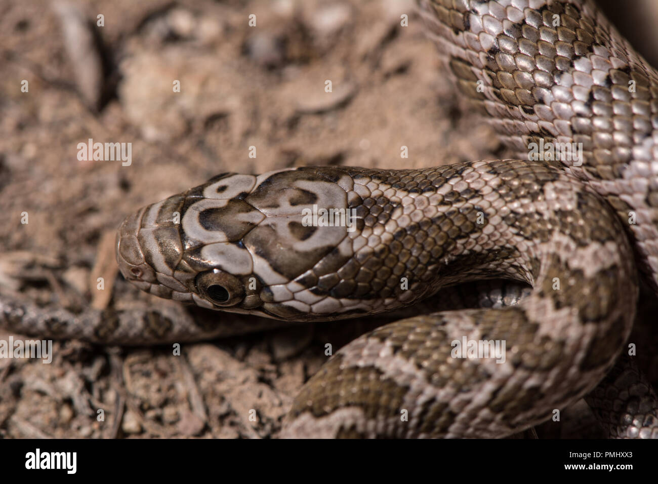 A juvenile Great Plains Ratsnake (Pantherophis emoryi) encountered ...