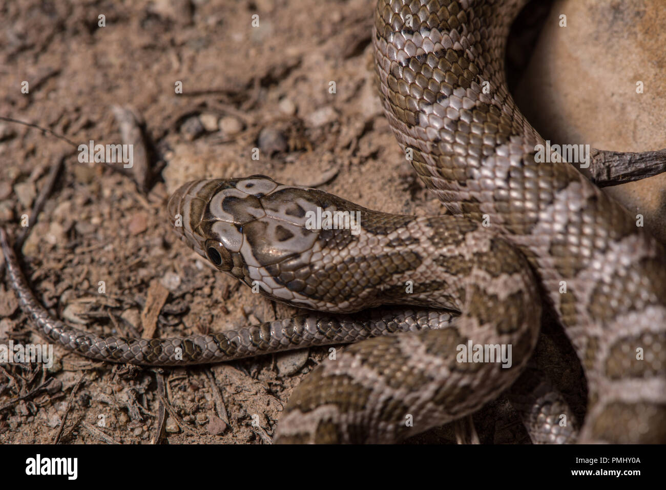 A juvenile Great Plains Ratsnake (Pantherophis emoryi) encountered ...
