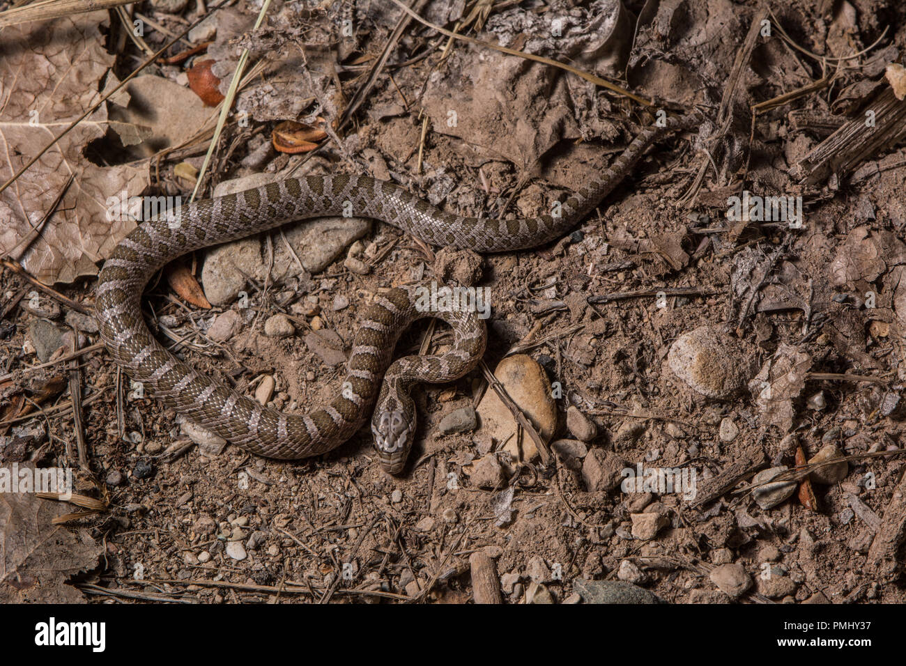 A juvenile Great Plains Ratsnake (Pantherophis emoryi) encountered ...