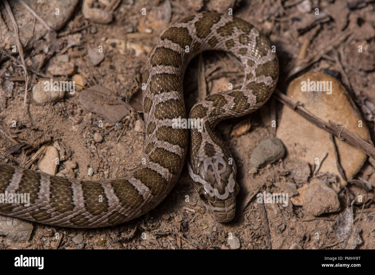 A juvenile Great Plains Ratsnake (Pantherophis emoryi) encountered ...