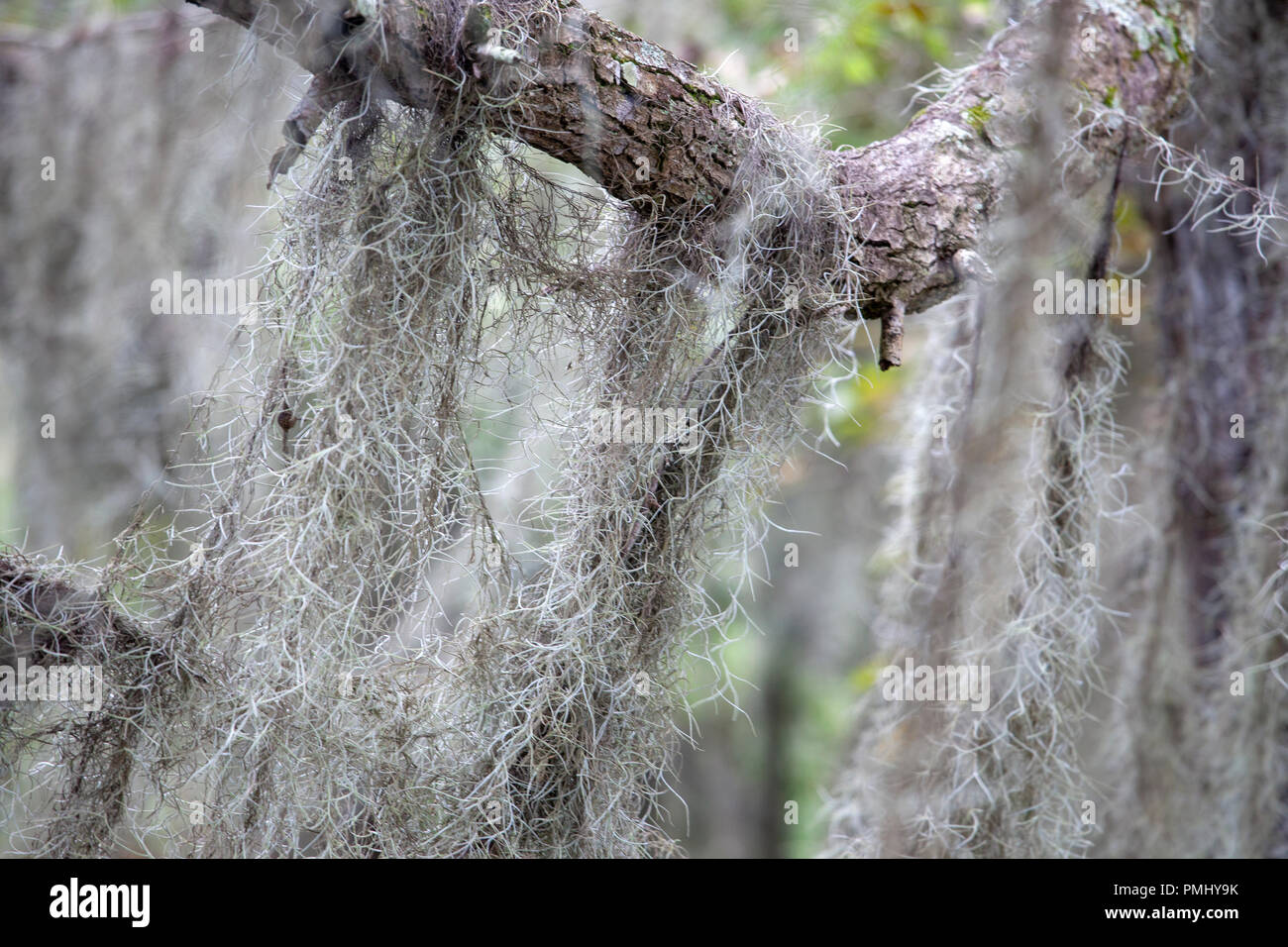 Trees on the Bayou New Orleans Stock Photo - Alamy