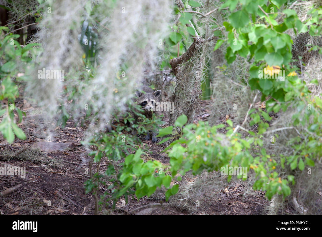 Louisiana bayou swamp cypress trees hi-res stock photography and images ...
