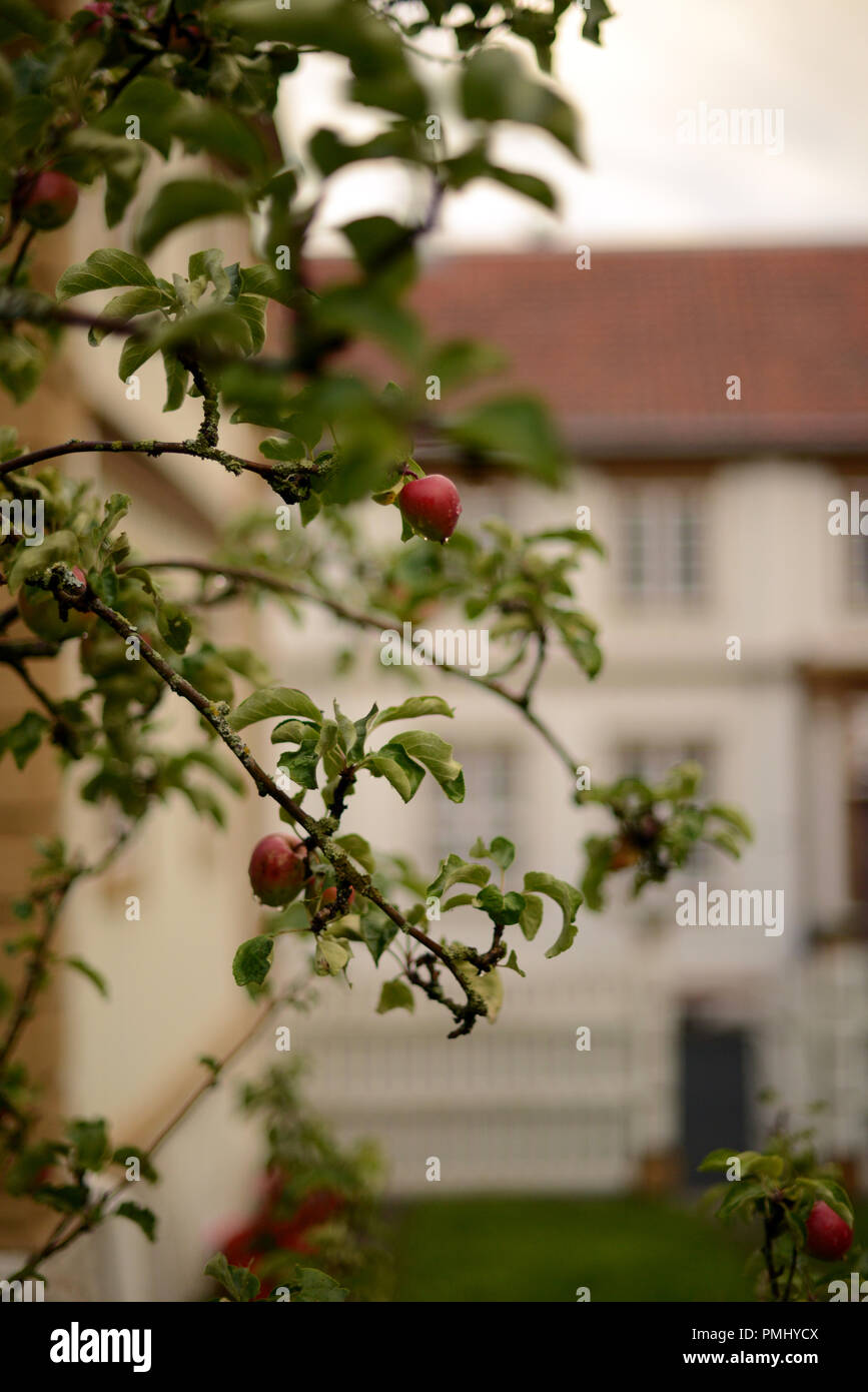 Apple tree house hi-res stock photography and images - Alamy