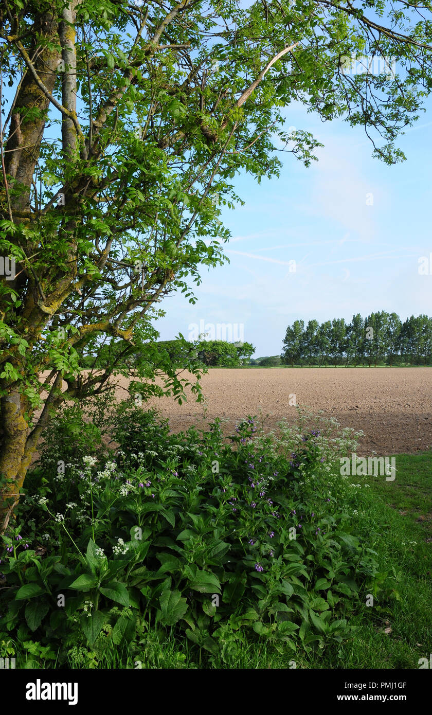 Common Comfrey, Symphytum officinale, and Cow Parsley, Anthriscus ...