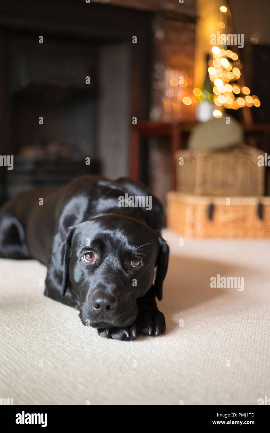 Black labrador at christmas hi-res stock photography and images - Alamy