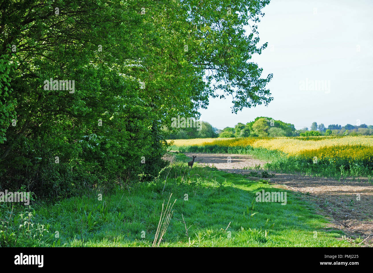 Field margin. Oil see rape in bloom Roe deer on field margin Stock ...