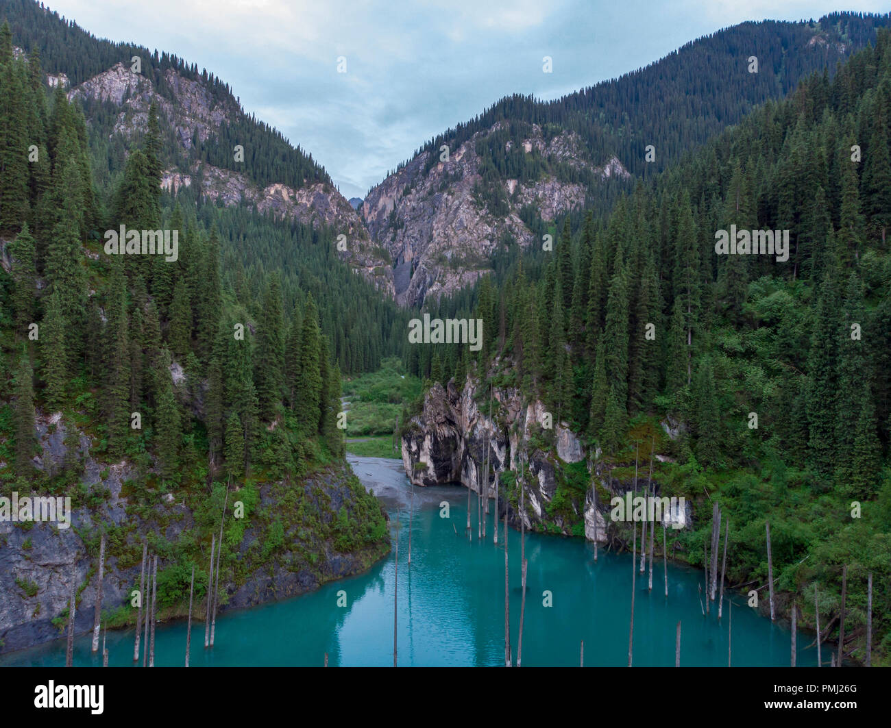 30 meter tree hi-res stock photography and images - Alamy
