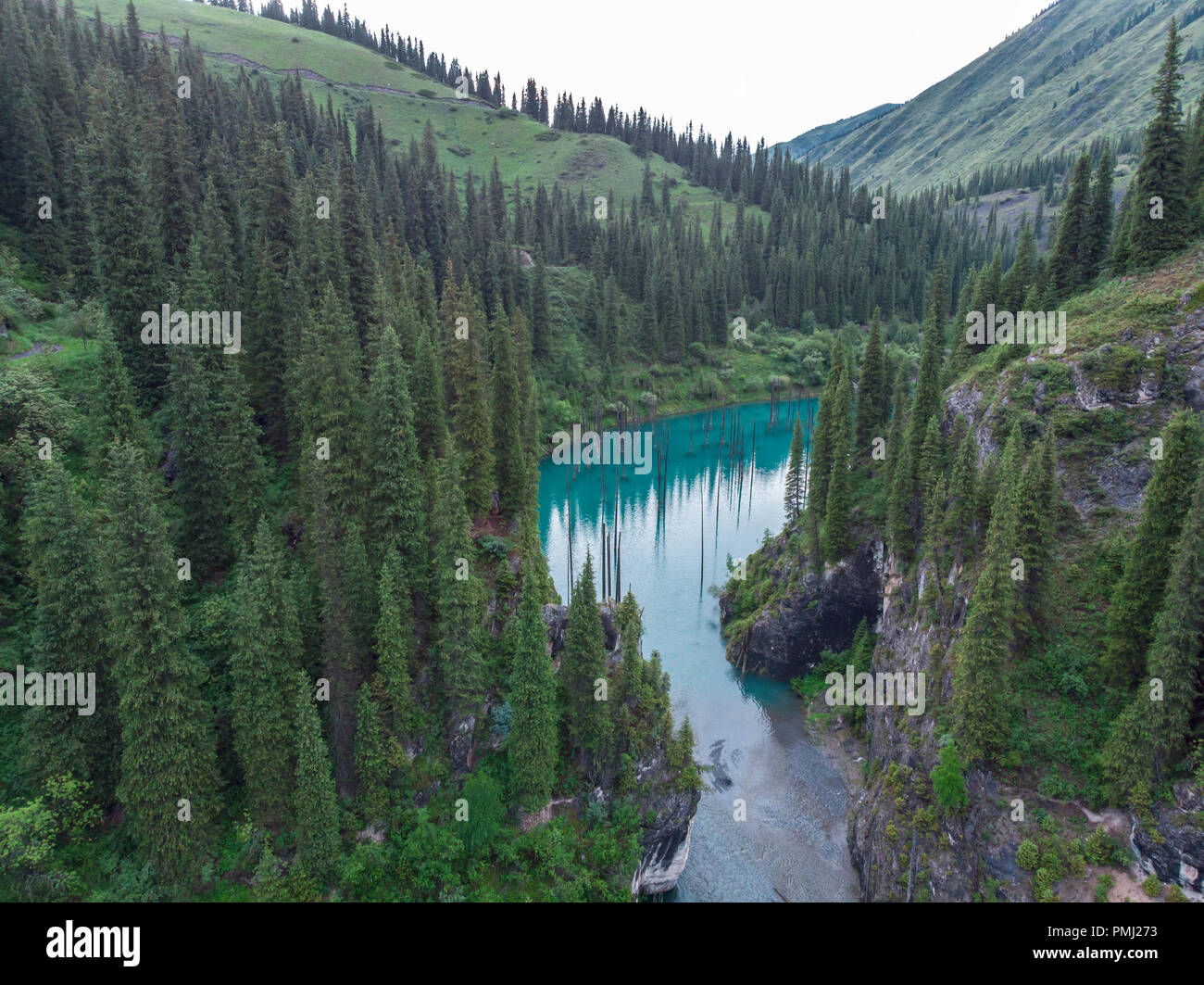 30 meter tree hi-res stock photography and images - Alamy