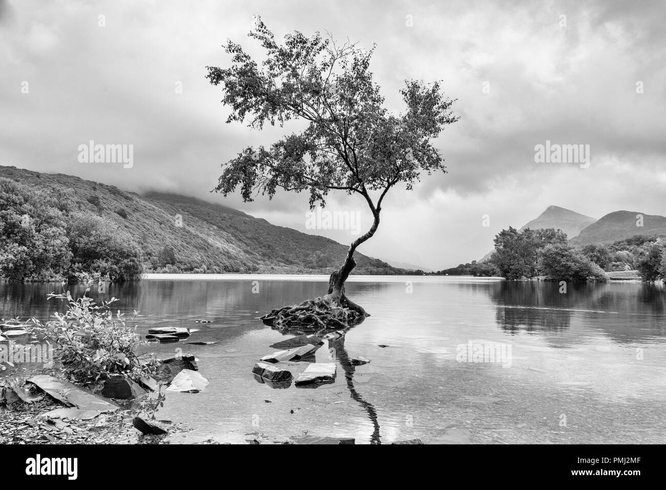 The lone tree - Llanberis north wales Stock Photo - Alamy