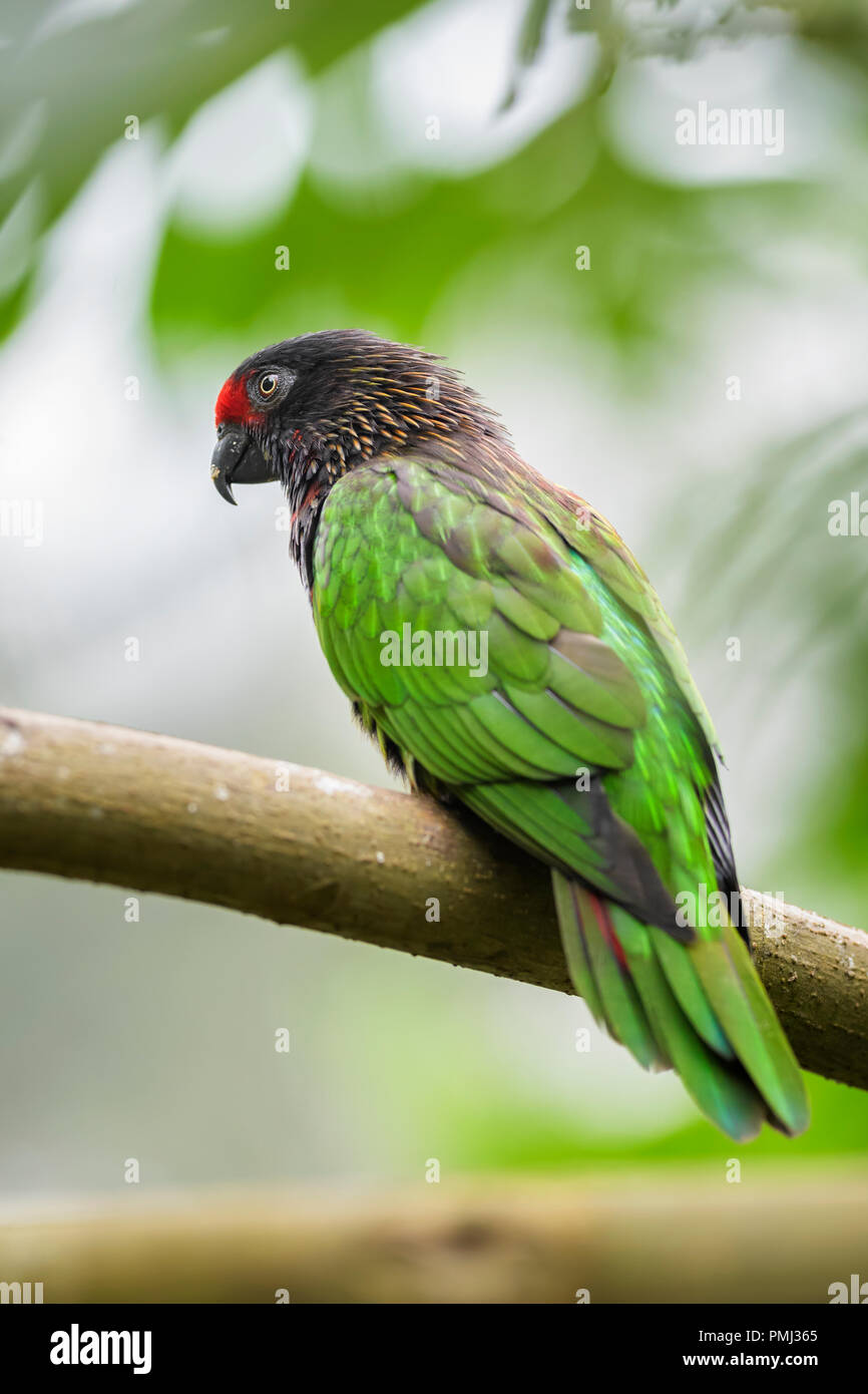Yellow streaked lory hi-res stock photography and images - Alamy