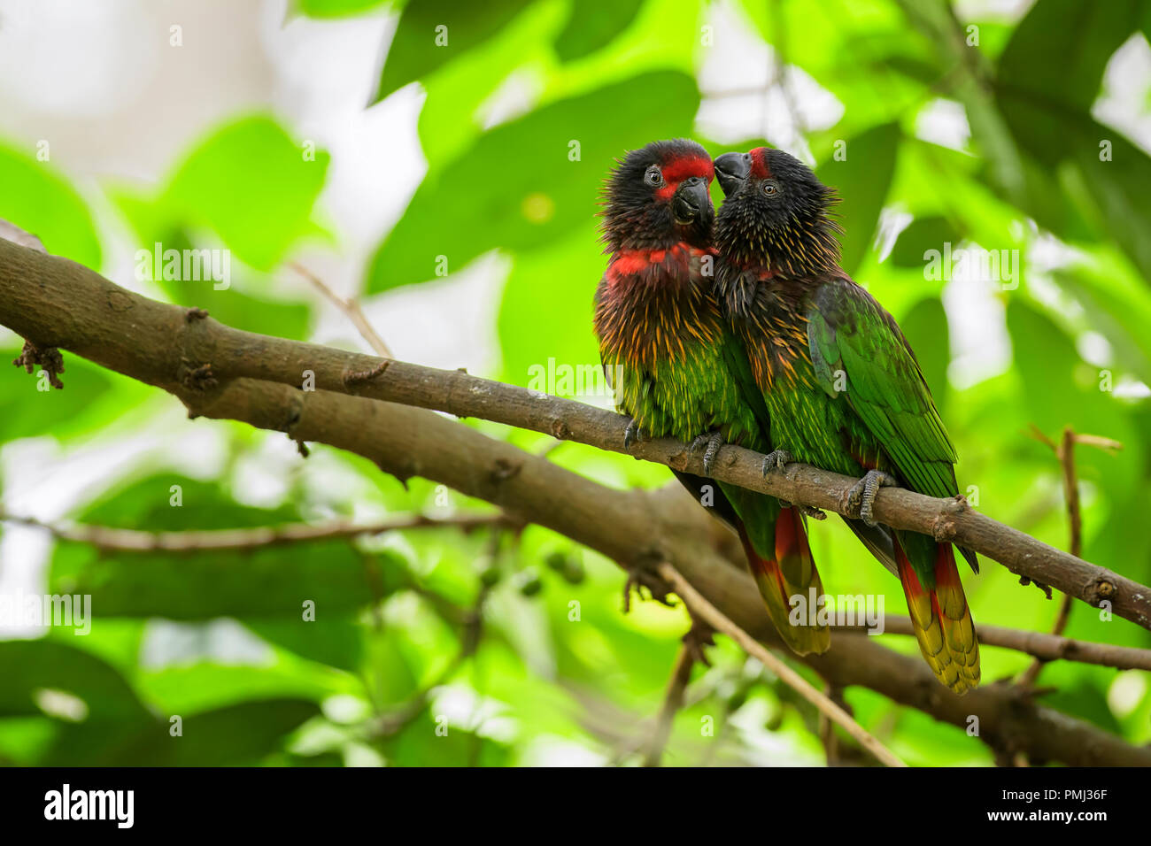 Yellow-streaked Lory - Chalcopsitta scintillata, beautiful colorful ...