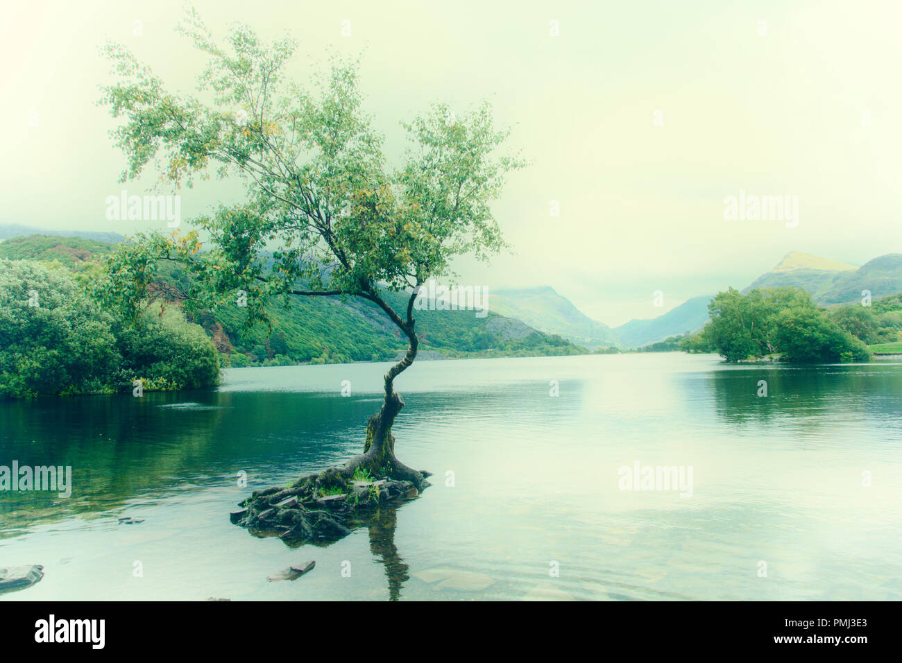 The Lone Tree - Llyn Padarn North Wales Stock Photo - Alamy