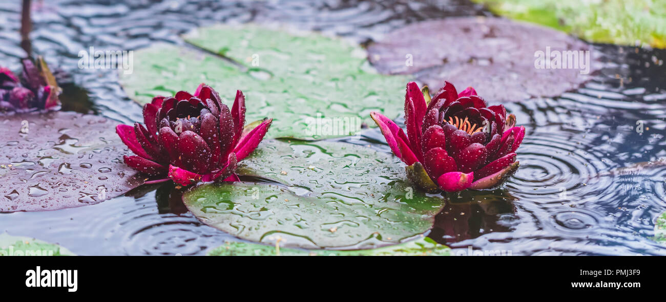 Red Lotus Flower In Water