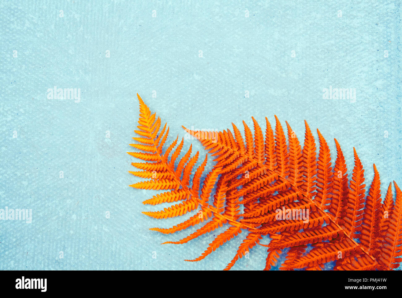 Inverted color tree hi-res stock photography and images - Alamy