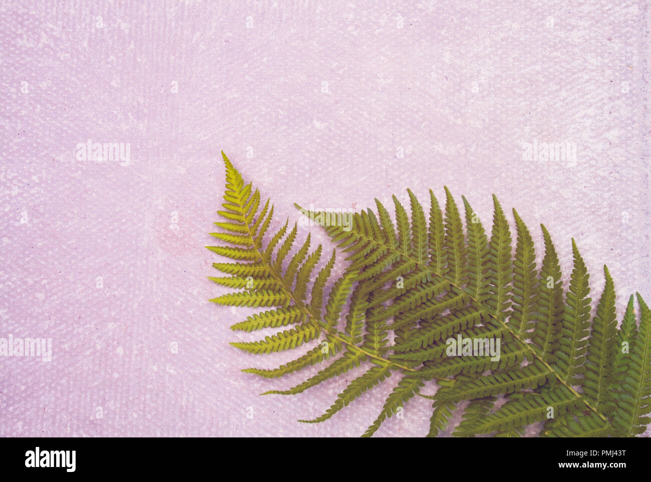 Dark Green Fern Leaves on Concrete Slab Stock Photo - Alamy